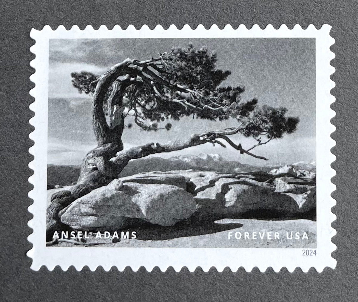 10 Pine Tree Forever Stamps Unused Black and White Pine Postage For Ma ...