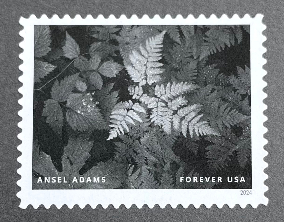 10 Black and White Botanical Forever Stamps Forest Fern Postage For Ma ...