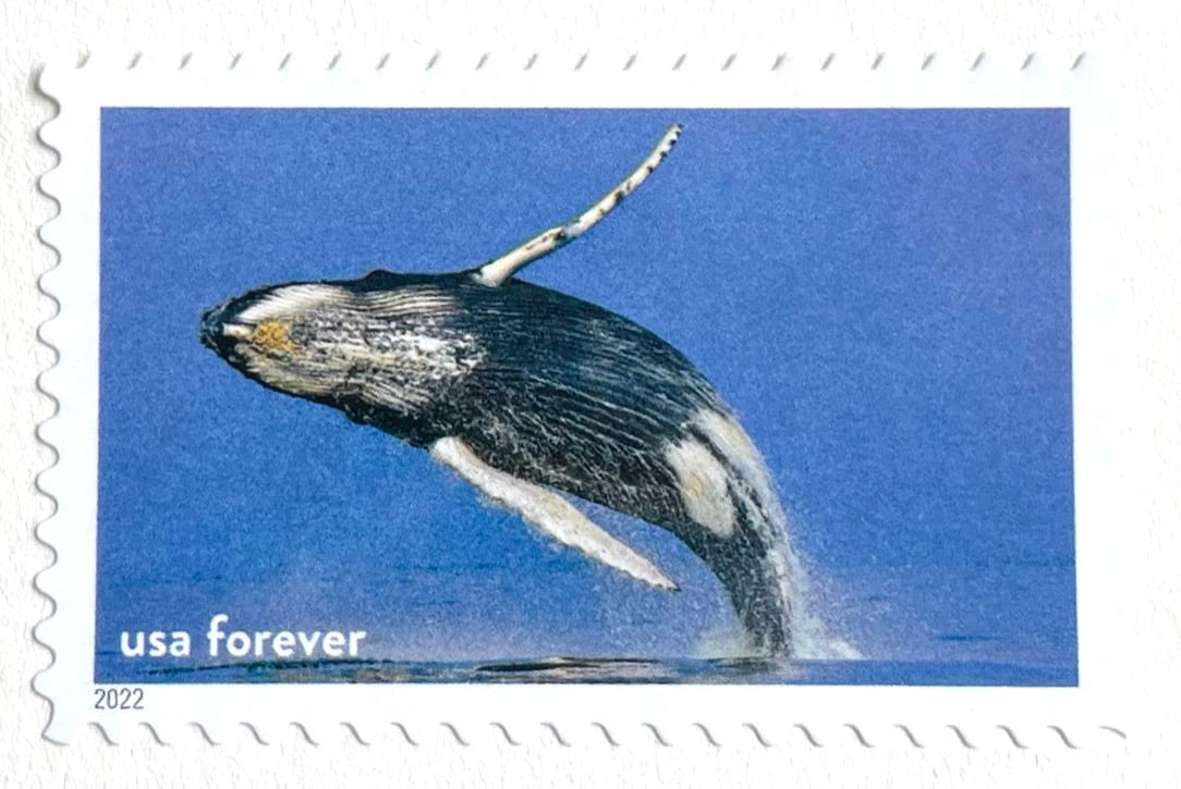 10 Whale Forever Stamps Unused Humpback Whale Postage for Mailing ...