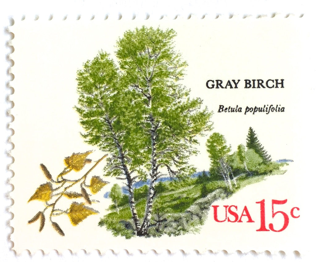 10 Vintage Birch Tree Stamps Unused Vintage Grey Birch Forest Postage ...