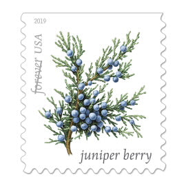 10 Forever Evergreen Postage Stamps for Mailing Invitations Juniper Be ...