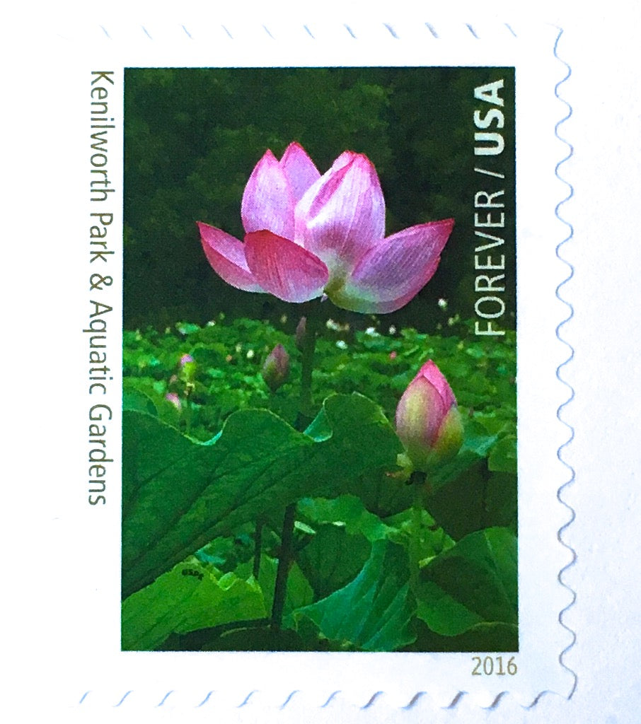 10 Lotus Flower Forever Stamps Unused Pink and Green Water Lily Postag ...